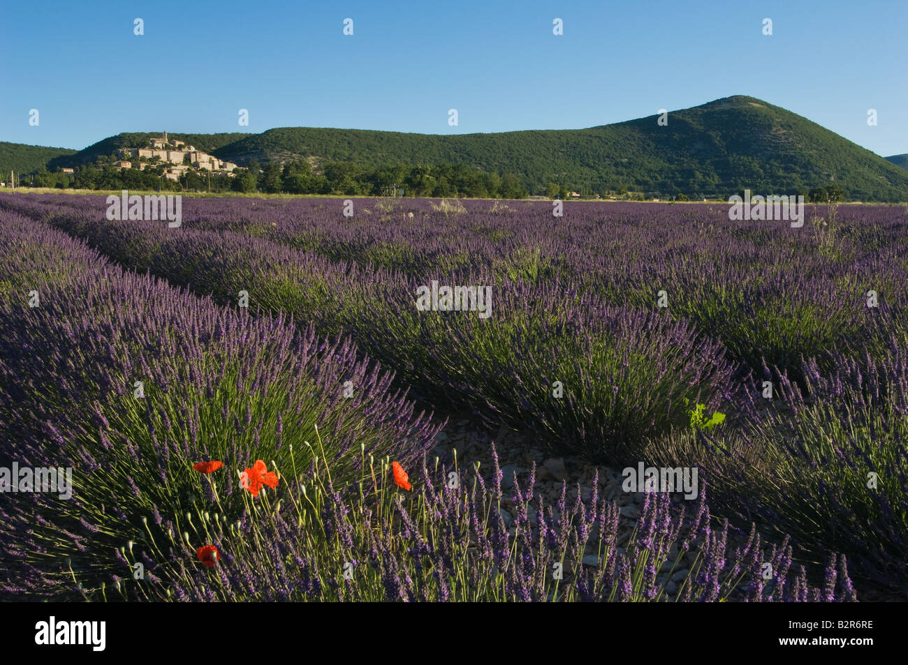 Lavender and poppies hi-res stock photography and images - Alamy