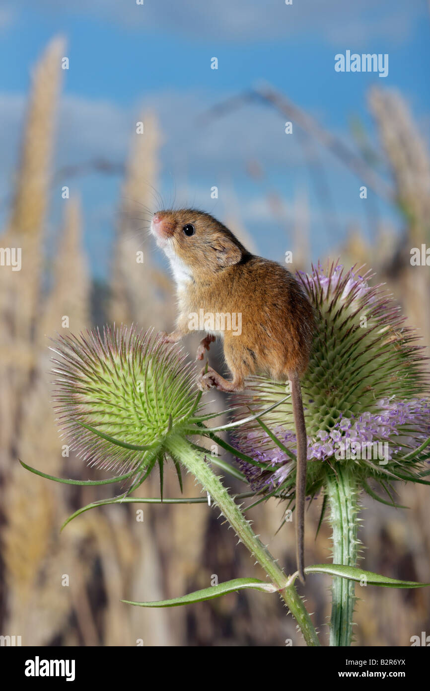 Harvest mouse on bramble uk hi-res stock photography and images - Alamy