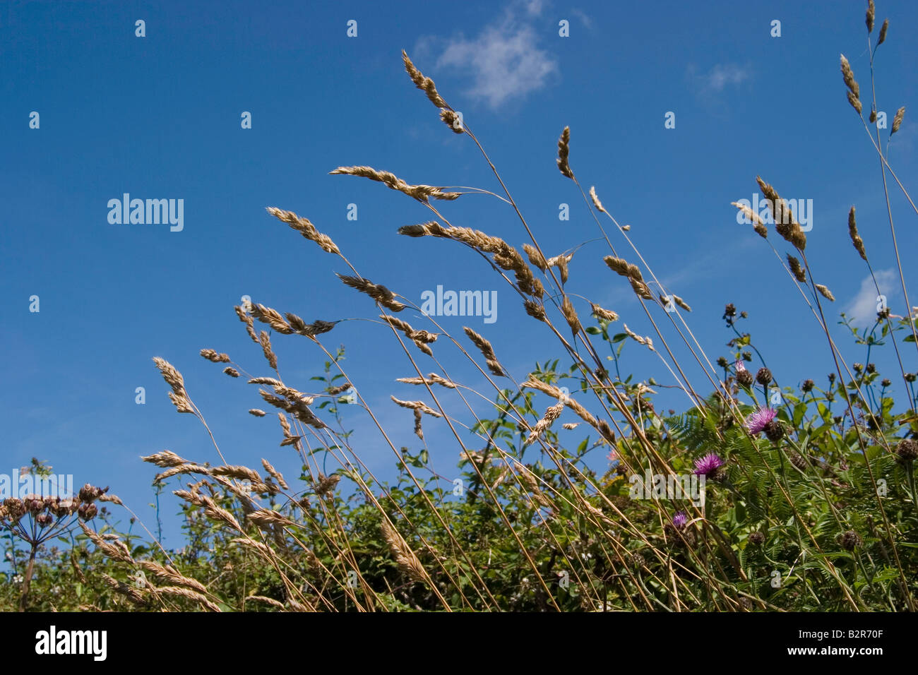 Tall grass with seed pods against blue sky Stock Photo - Alamy