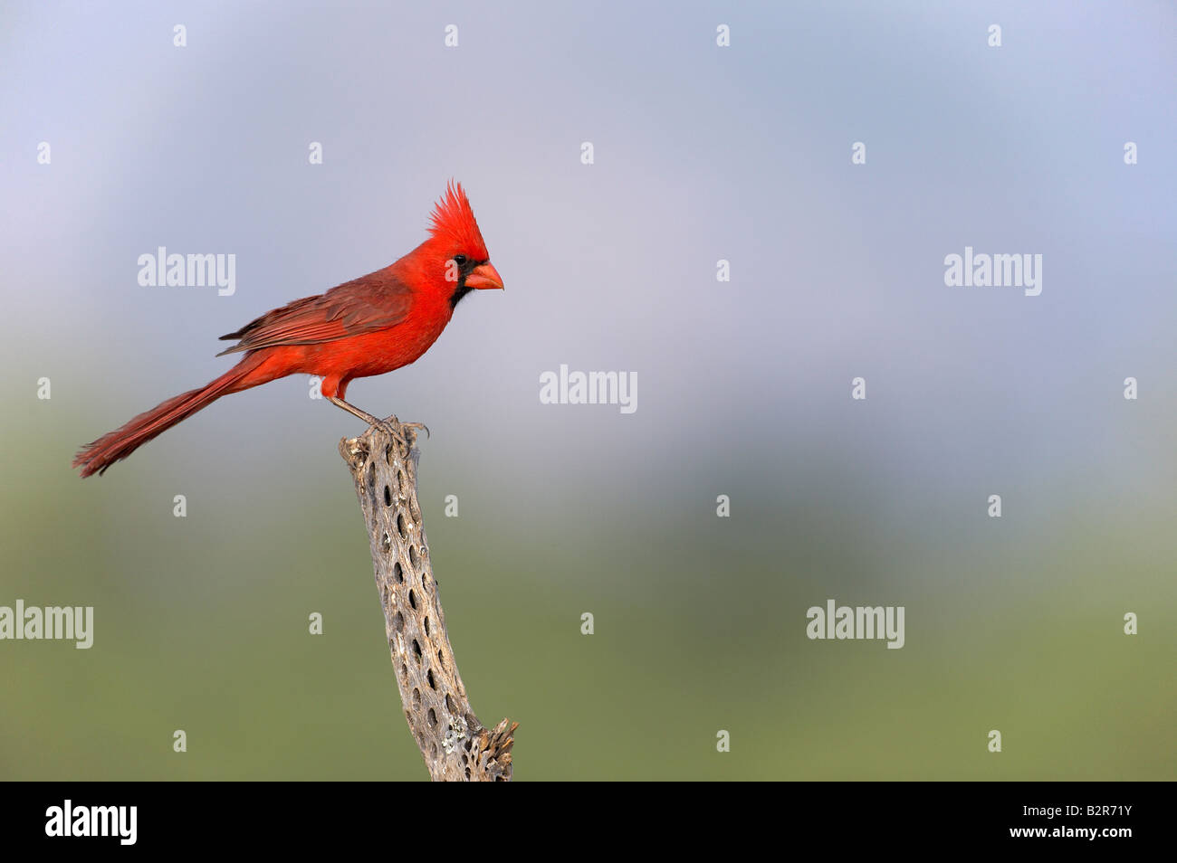 Northern Cardinal Cardinalis cardinalis Amado Arizona USA Stock Photo ...