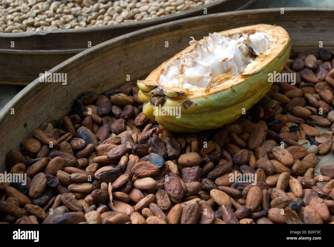 cocoa beans bali Stock Photo - Alamy