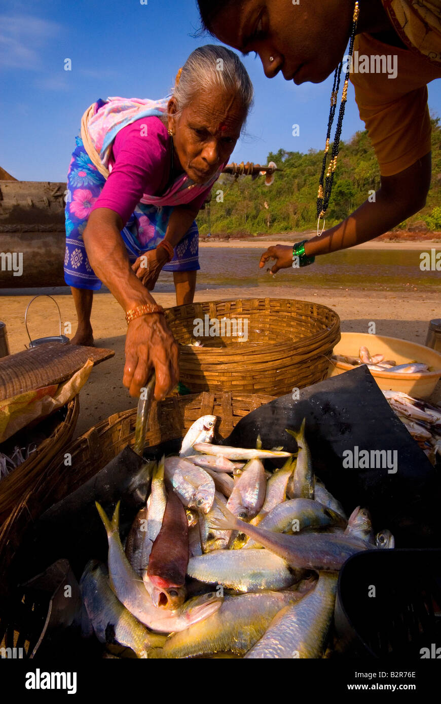Fish sorting india hi-res stock photography and images - Alamy