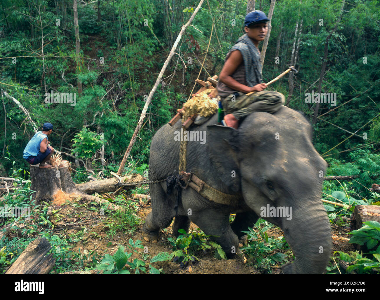 Myanmar Burma Yoma massif Taungoo area Elephant and Karen master ...