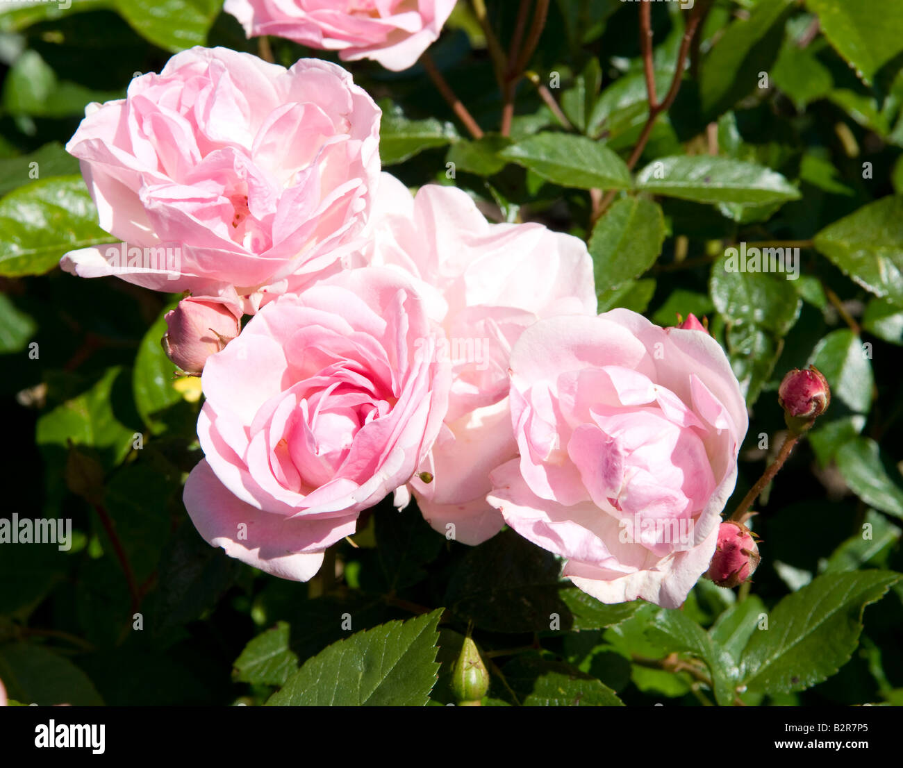 Mevrouw hi-res stock photography and images - Alamy