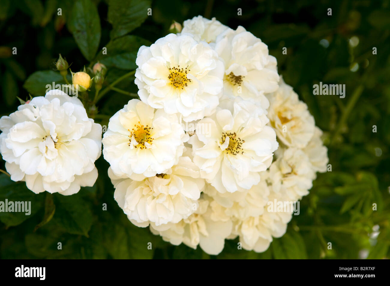 Rosa goldfinch hi-res stock photography and images - Alamy