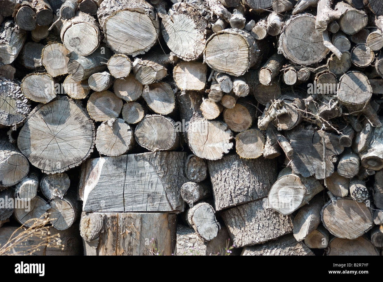 Pile of cut logs Stock Photo - Alamy
