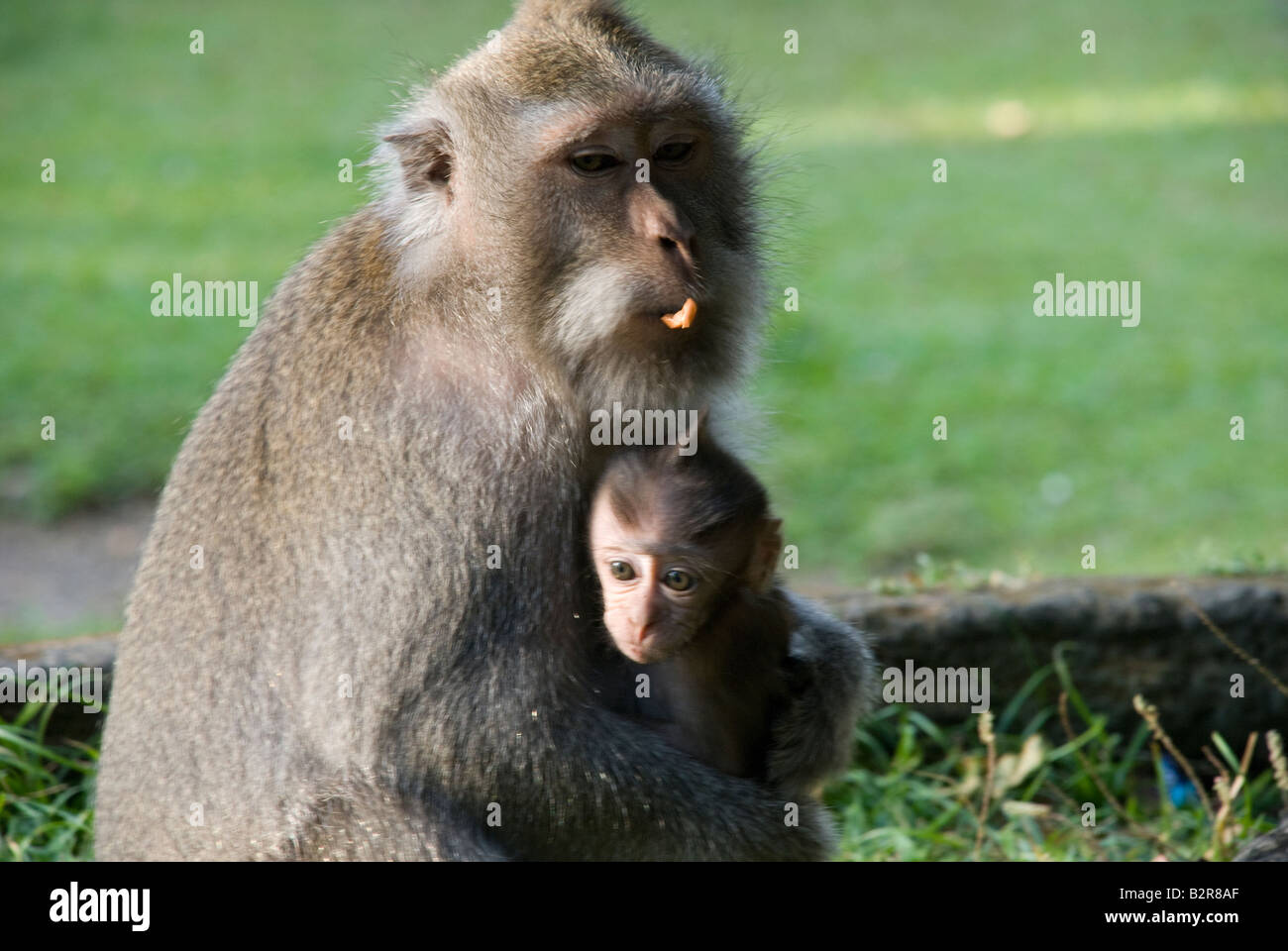 What monkeys eat hi-res stock photography and images - Alamy