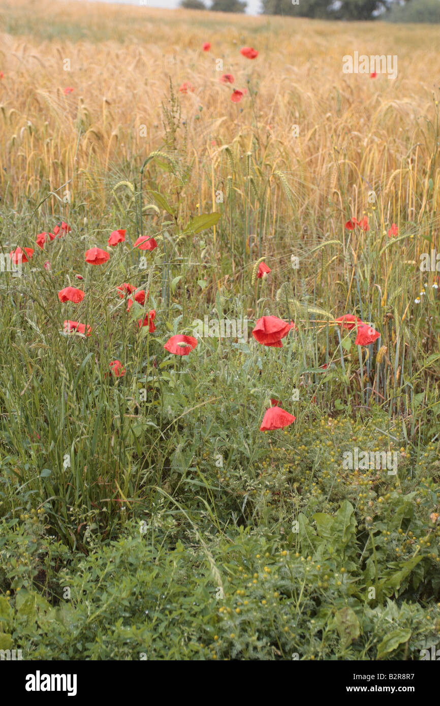 Poppies on a wet July day photographed after the rain in Yorkshire ...