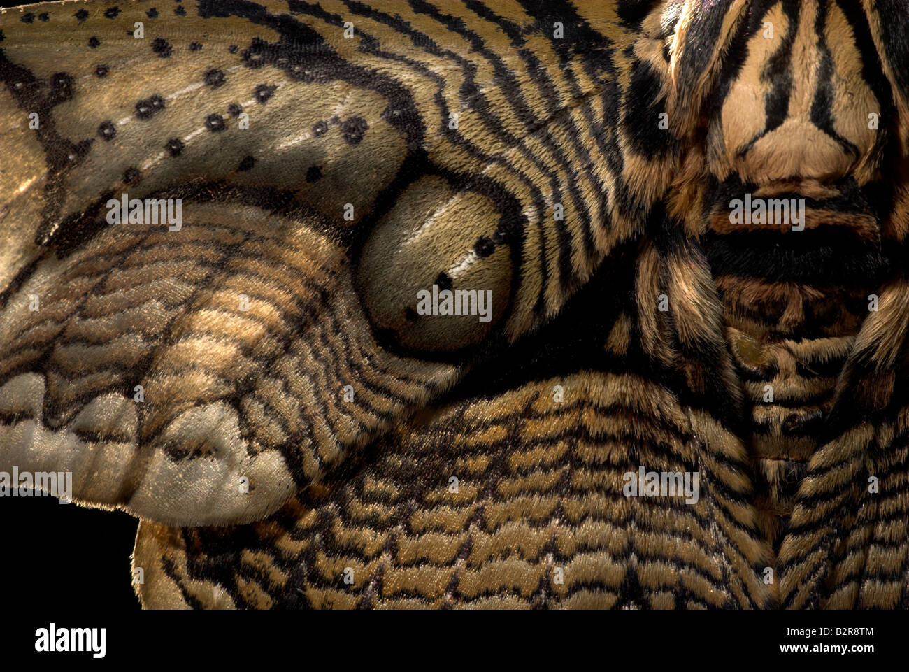 Owl Moth Brahmaea wallichii Asia Africa Stock Photo - Alamy