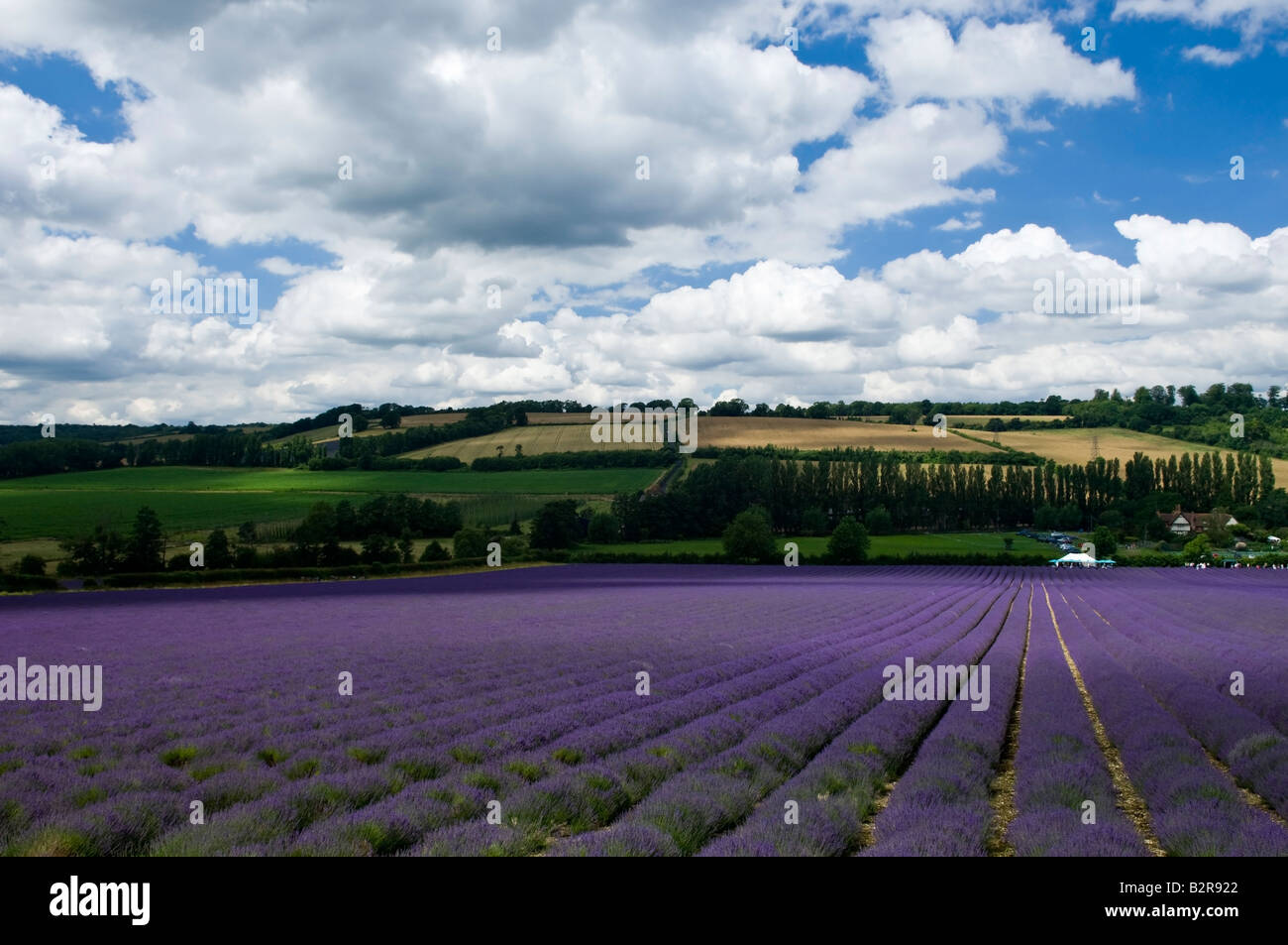 Lavender fields kent uk hi-res stock photography and images - Alamy