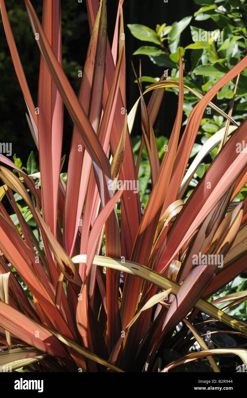 Phormium flower hi-res stock photography and images - Alamy