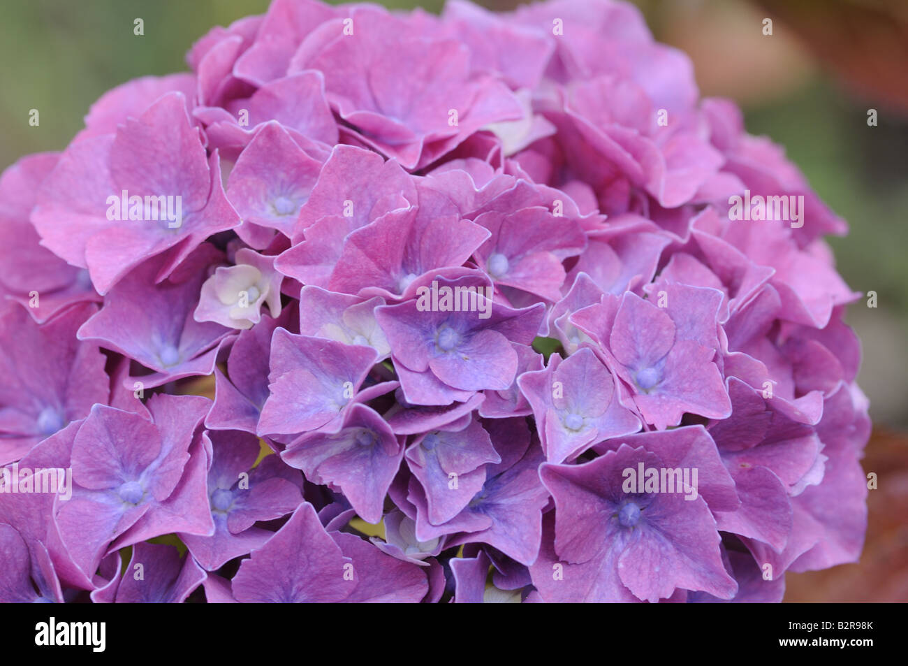 Hydrangea august hi-res stock photography and images - Alamy
