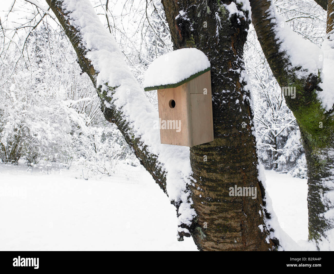 Nest box under snow Stock Photo - Alamy