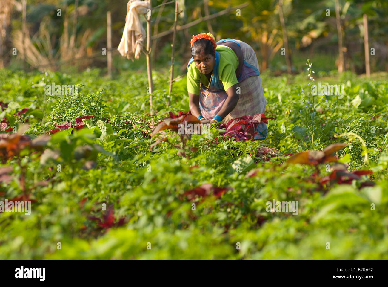 Worker in fields, Goa, India, Subcontinent, Asia Stock Photo - Alamy