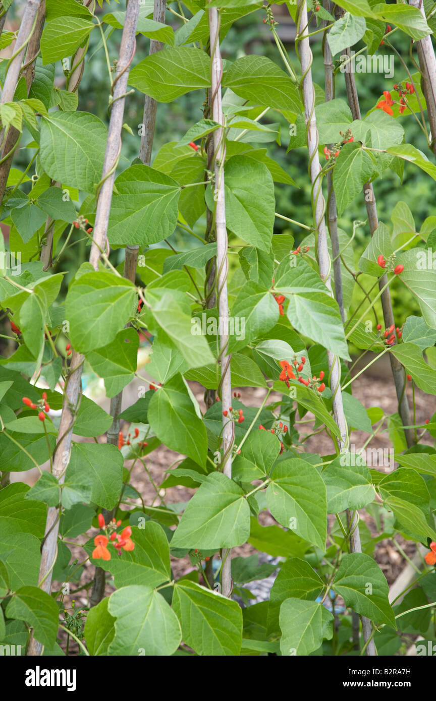 GREEN RUNNER BEANS GROWING IN A SUNNY VEGETABLE GARDEN IN SURREY IN ...