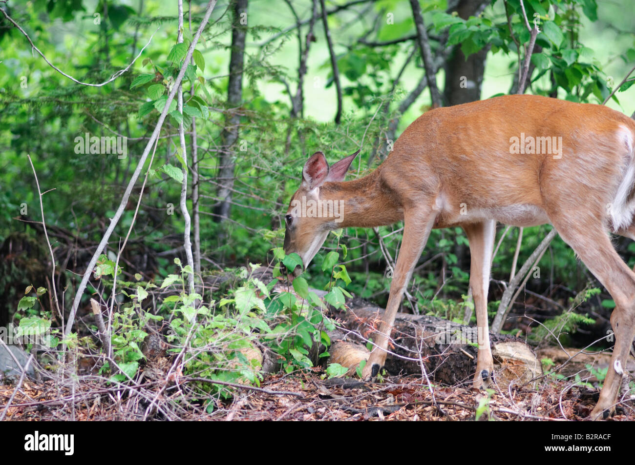 White tailed deer feeding in New Brunswick Canada Stock Photo - Alamy