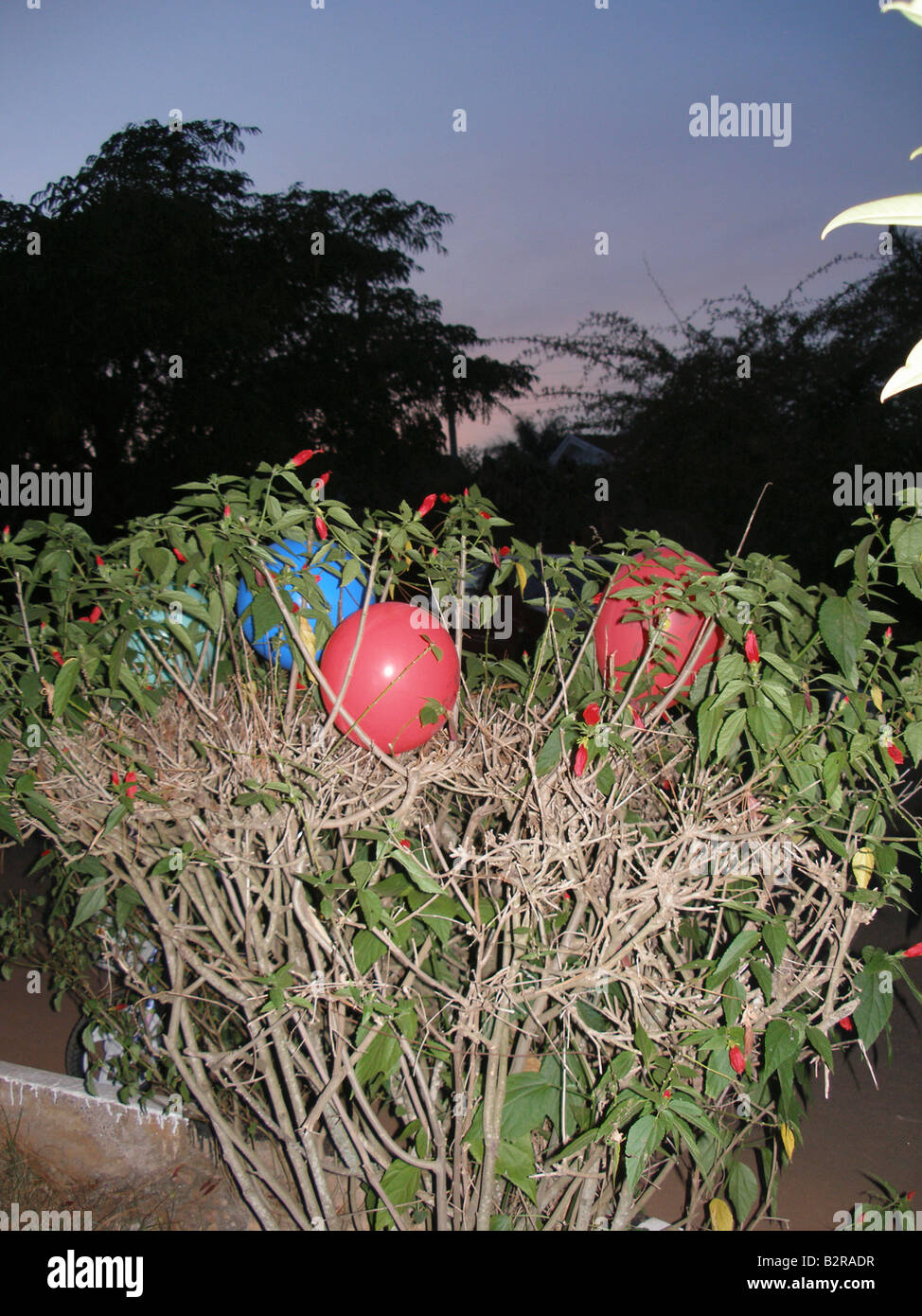 Coloured balloons on a bush decorate a birthday party at night Stock ...