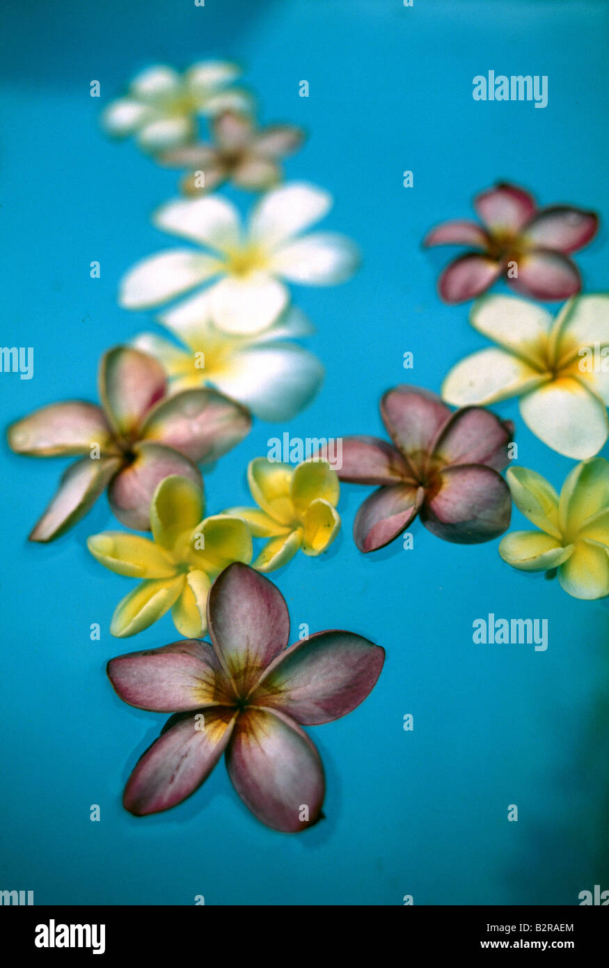 Leia hi-res stock photography and images - Alamy