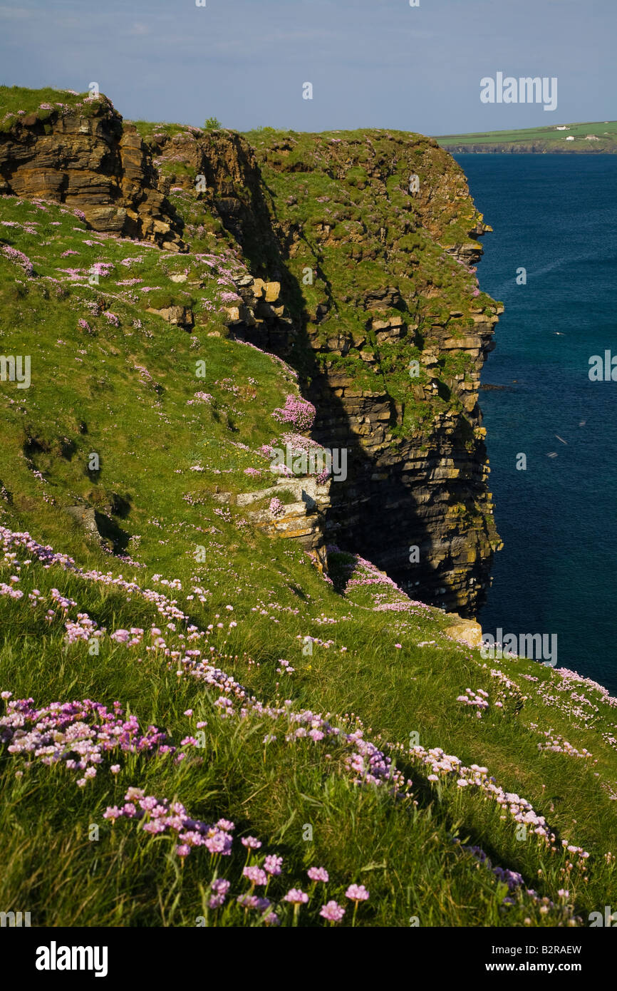 Trevone Cliffs Cornwall, Atlantic coast England with spring flowers ...