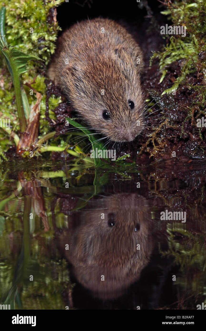 Short Tailed Vole Microtus agrestis at pond drinking with reflection ...