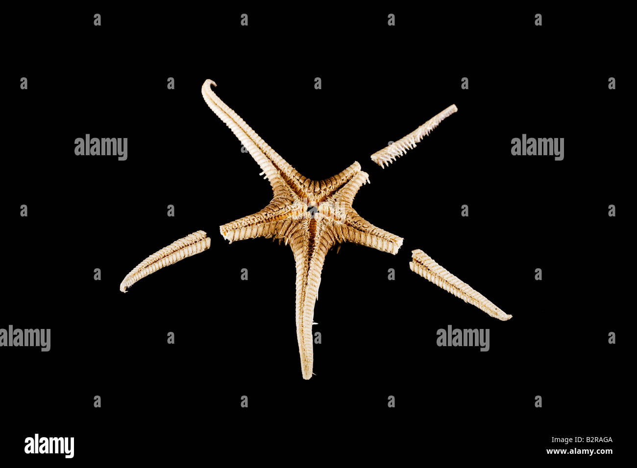 Broken sea star hi-res stock photography and images - Alamy