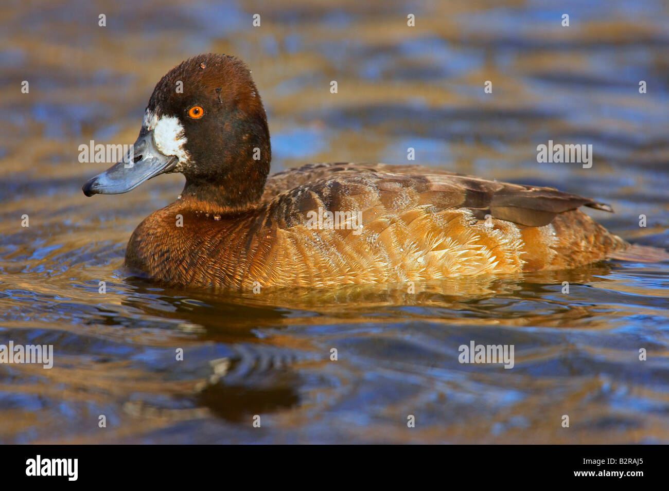 Lesser Scaup Aythya affinis Fort Worth Texas USA Stock Photo - Alamy