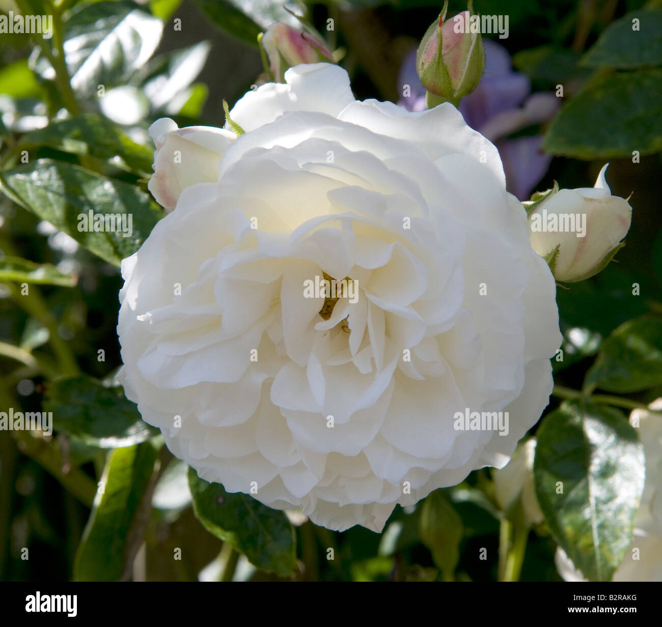 Striking an iceberg hi-res stock photography and images - Alamy