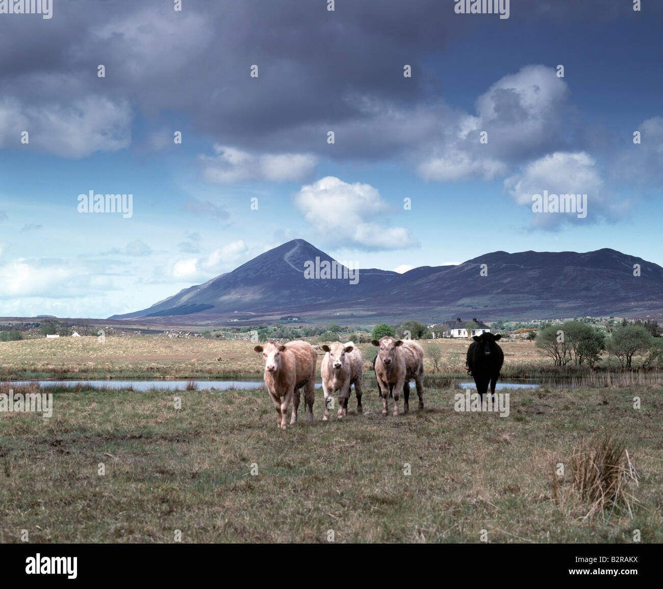 Animals stand hi-res stock photography and images - Alamy