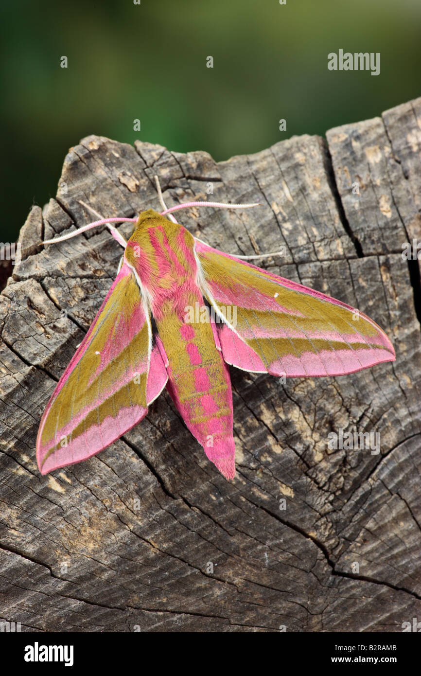 Elephant Hawk-moth Deilephila elpenor on log resting Potton ...