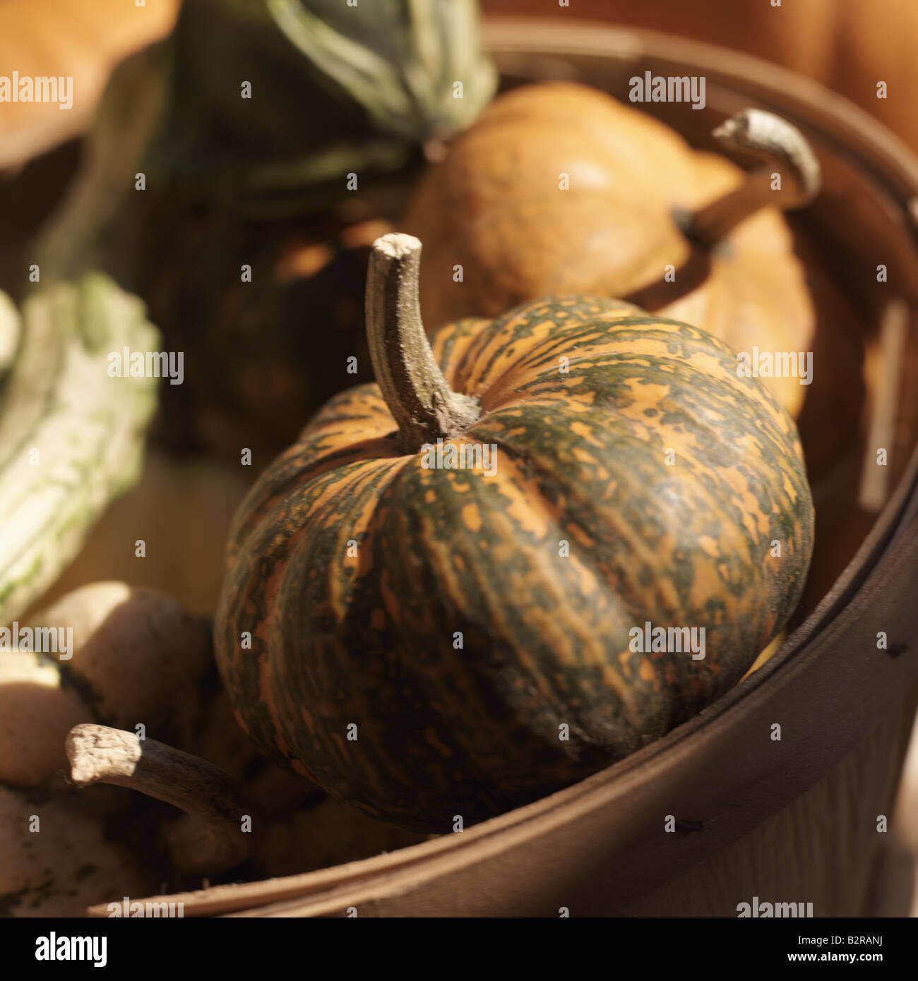 basket of mini gourds from New Jersey USA Stock Photo - Alamy