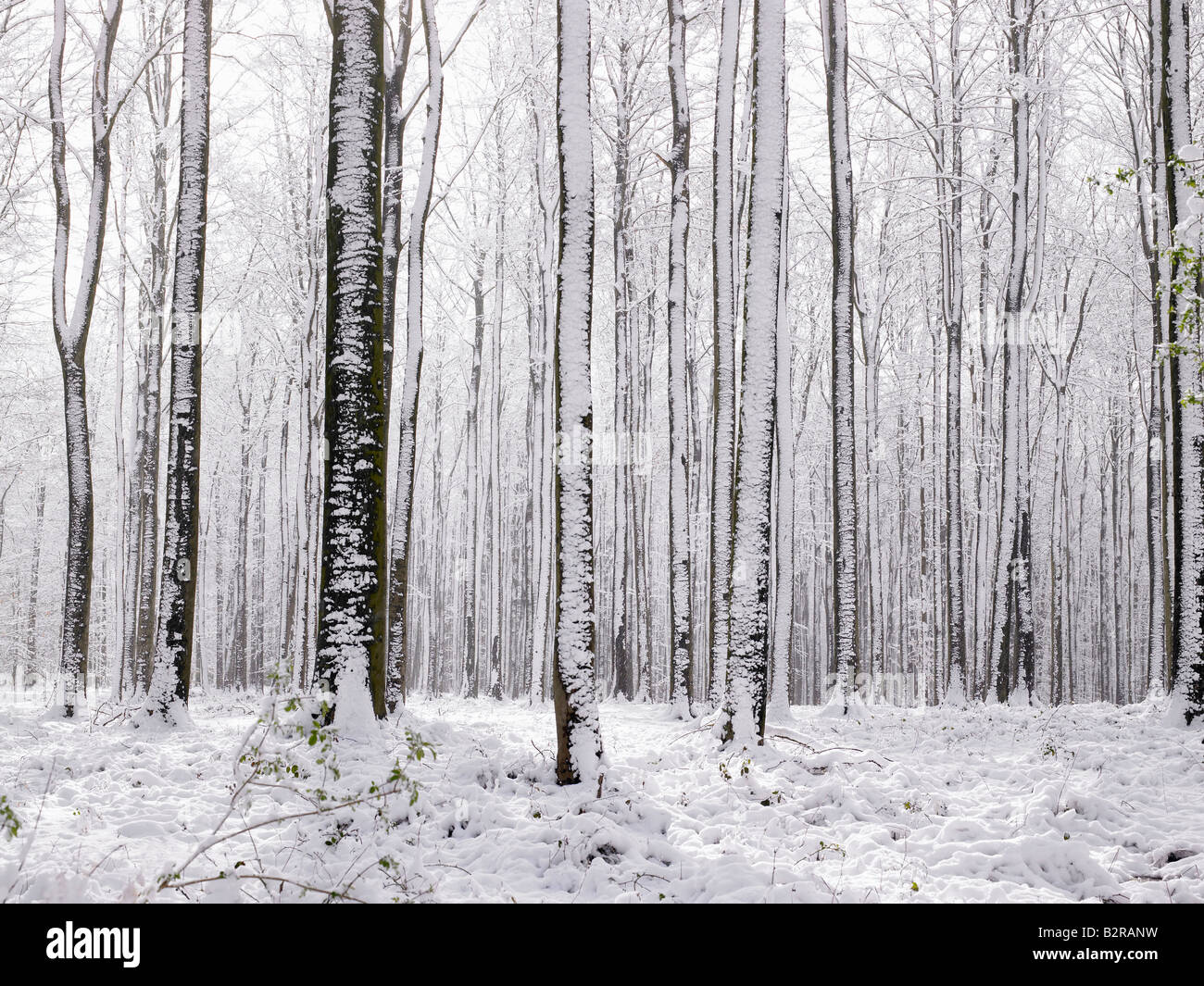 Snow forest hi-res stock photography and images - Alamy