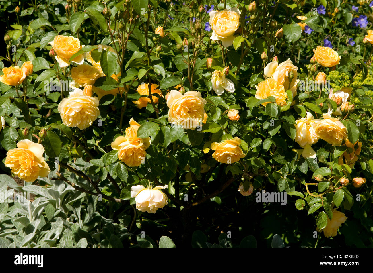 Rosa `Graham Thomas Ausmas` Stock Photo - Alamy