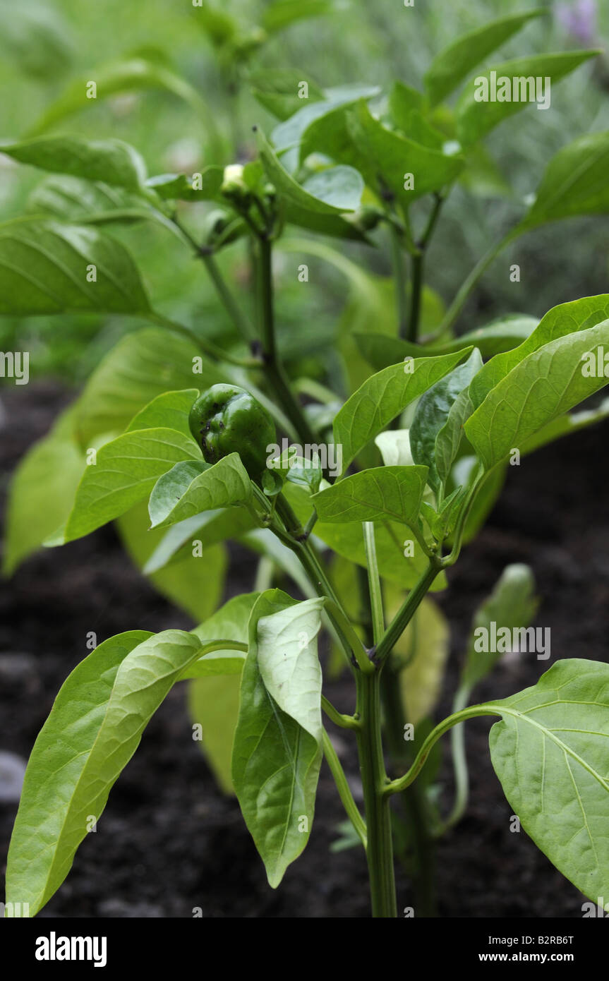 Fatj hi-res stock photography and images - Alamy