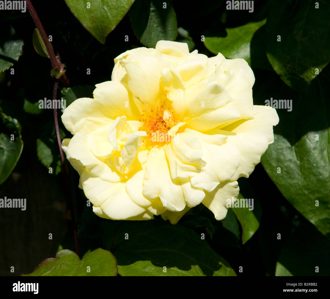 Rosa `Golden Glow` Stock Photo - Alamy