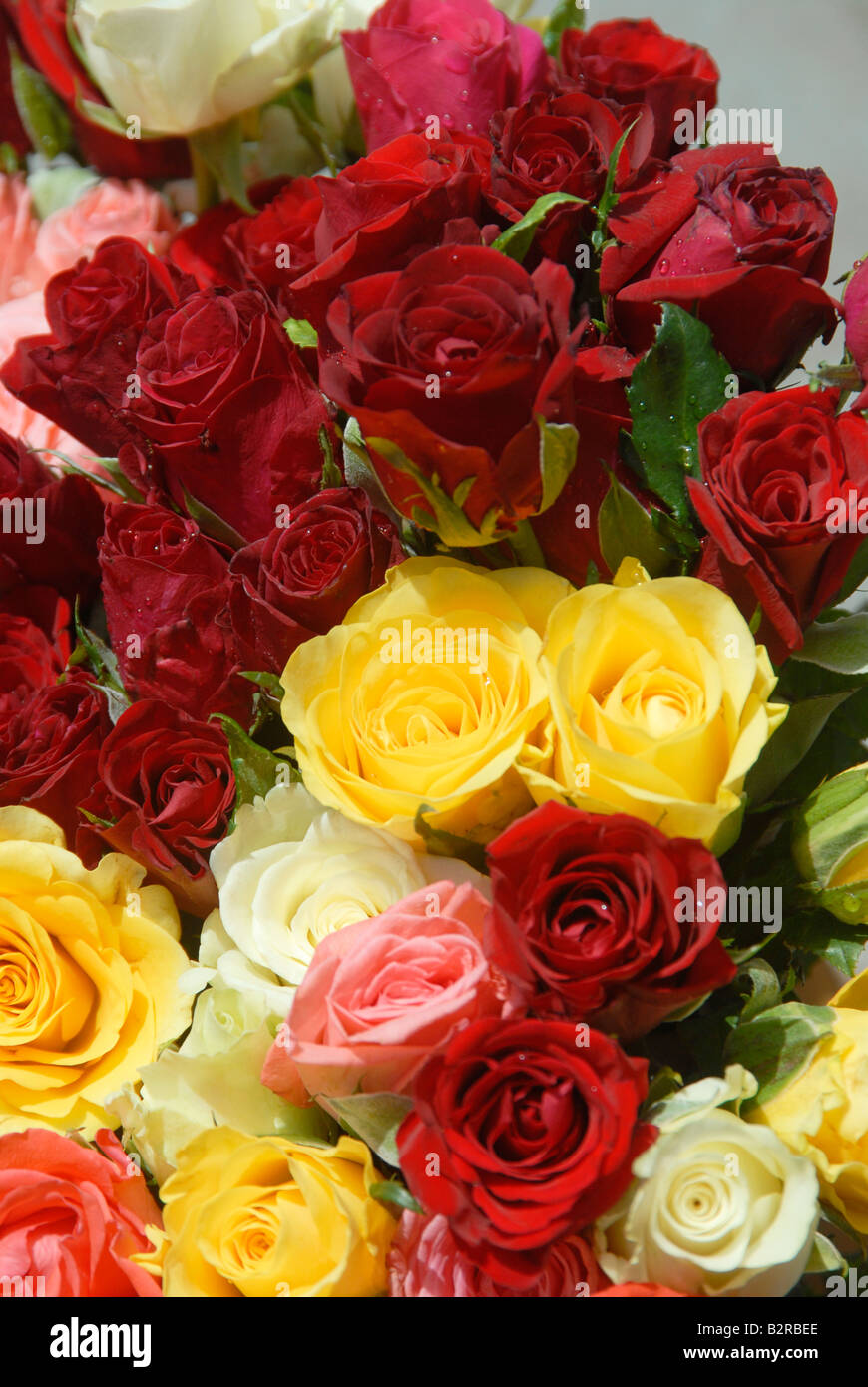 Bunch of roses Stock Photo - Alamy