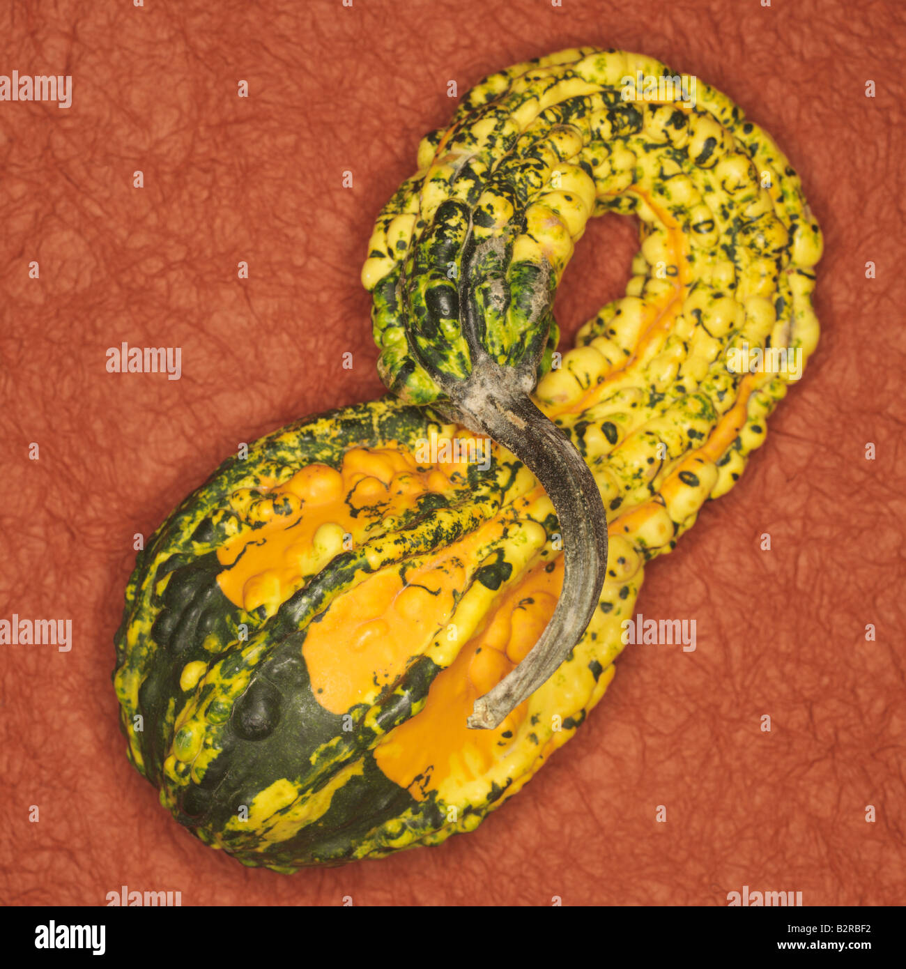 mini gourd s still life Stock Photo - Alamy