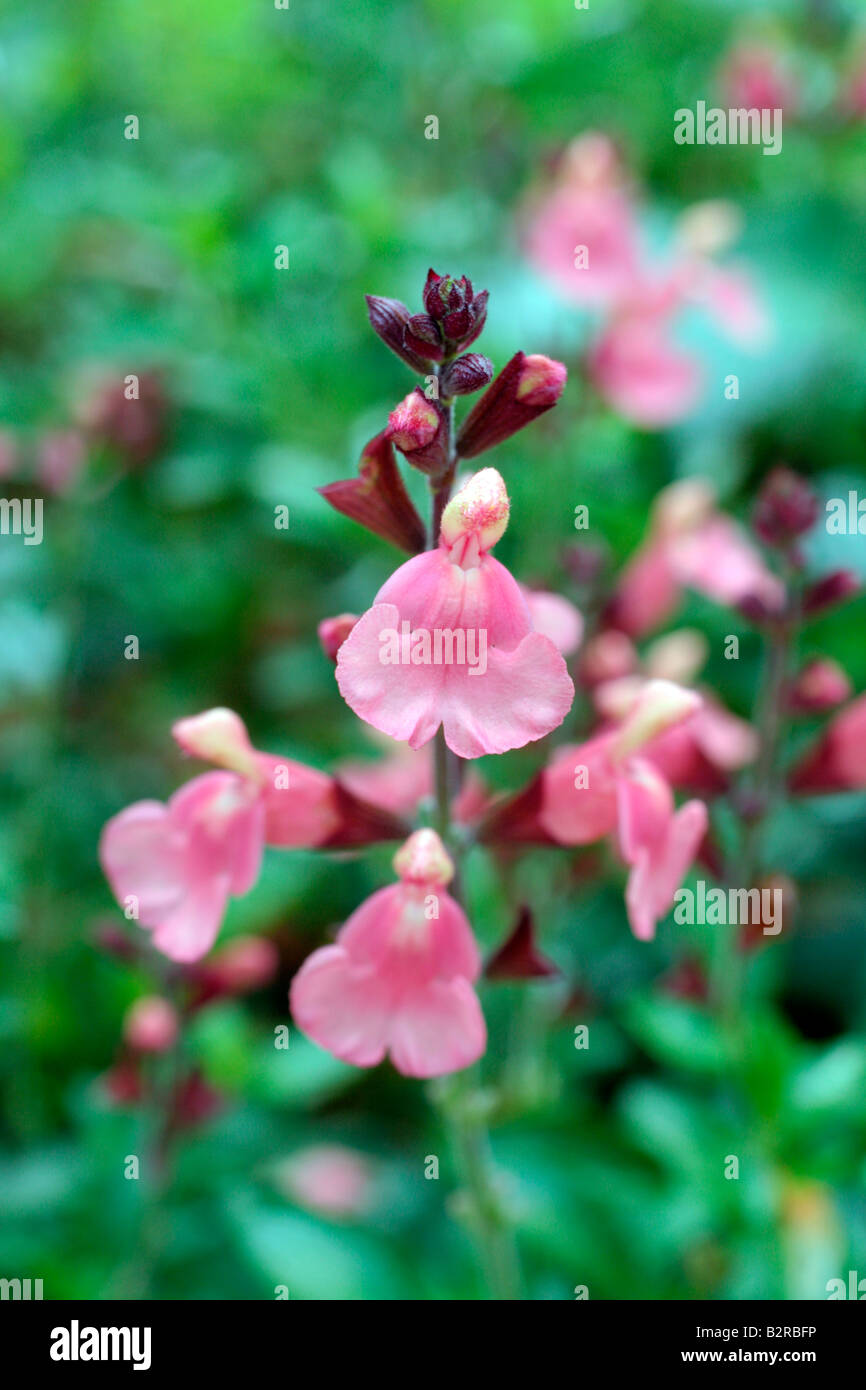 Salvia x jamensis hi-res stock photography and images - Alamy