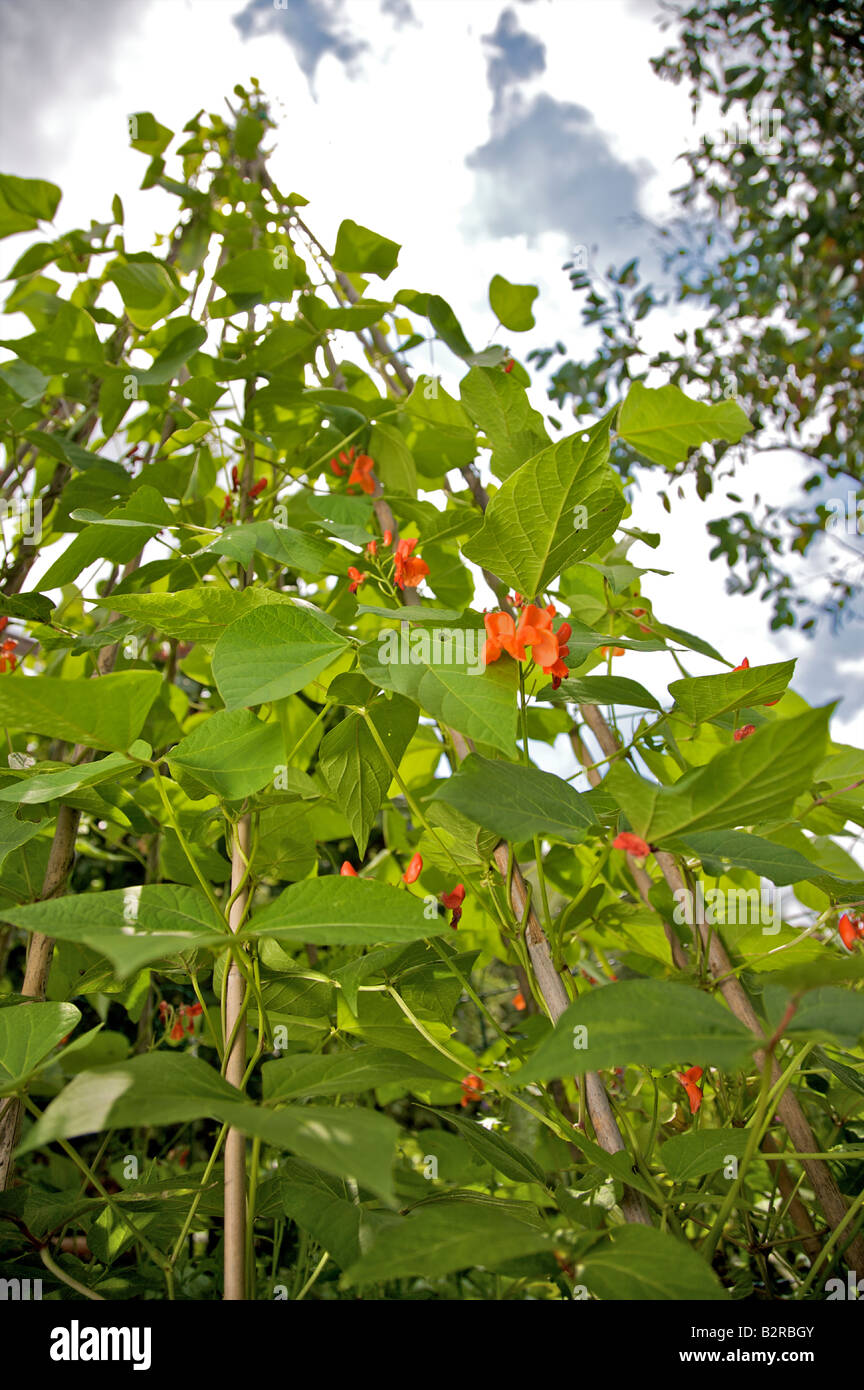 GREEN RUNNER BEANS GROWING IN A SUNNY VEGETABLE GARDEN IN SURREY IN ...