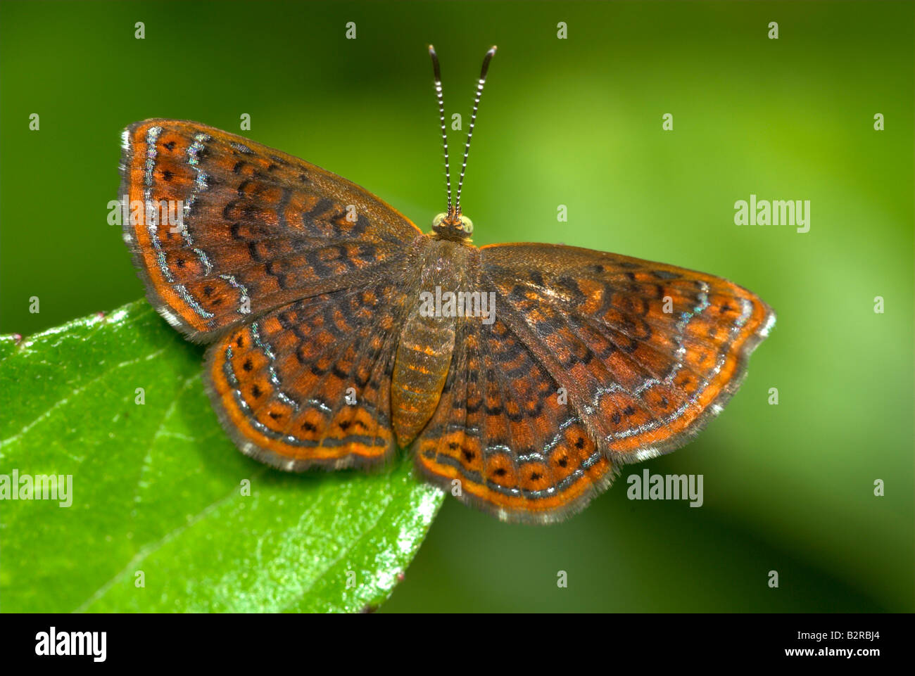 Wright’s Metalmark Butterfly Calephelis wrighti Costa Rica Stock Photo ...