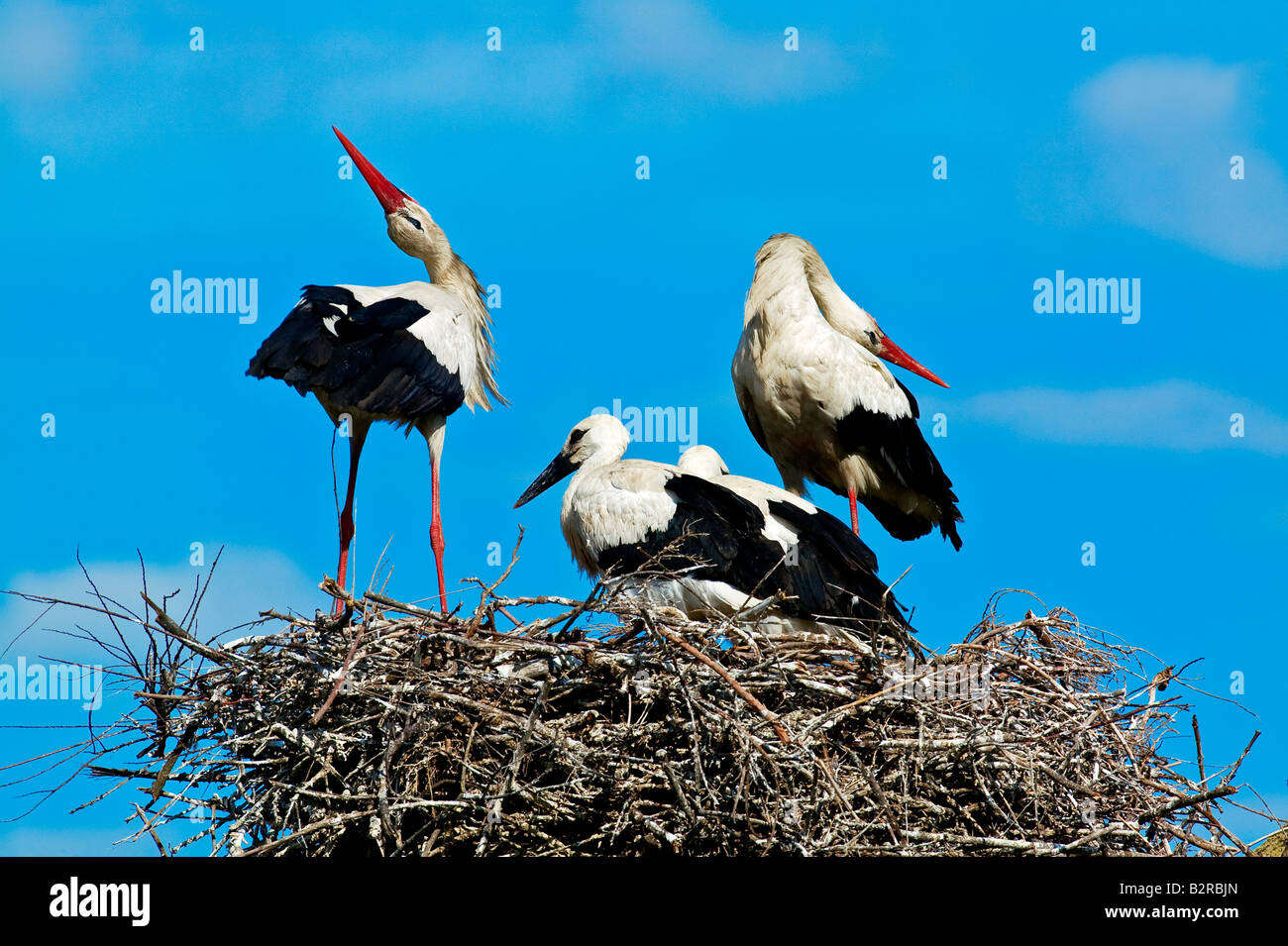 White stork bird birds hi-res stock photography and images - Alamy