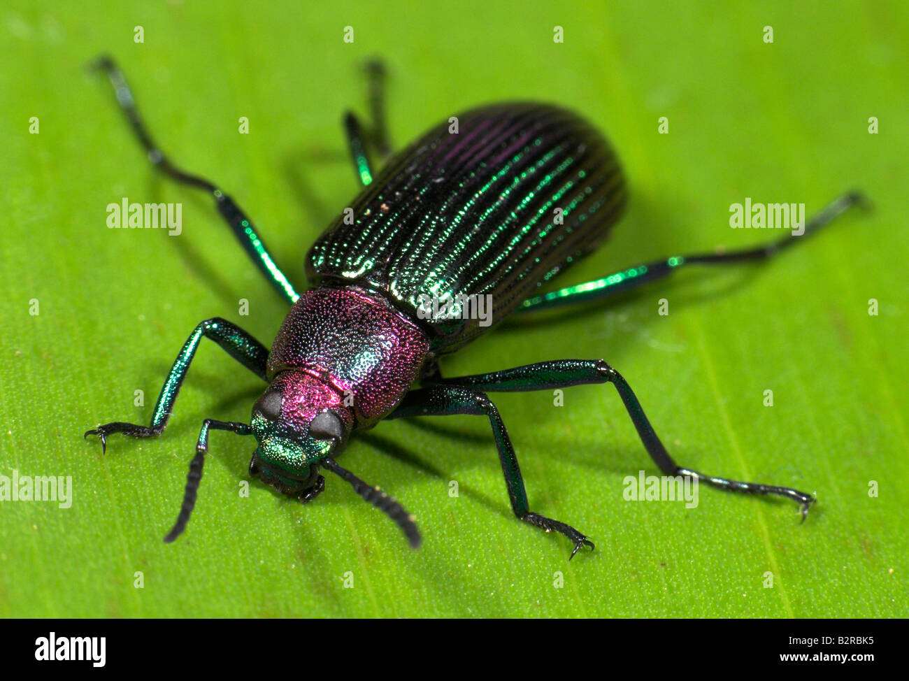 Jewel beetle south america hi-res stock photography and images - Alamy