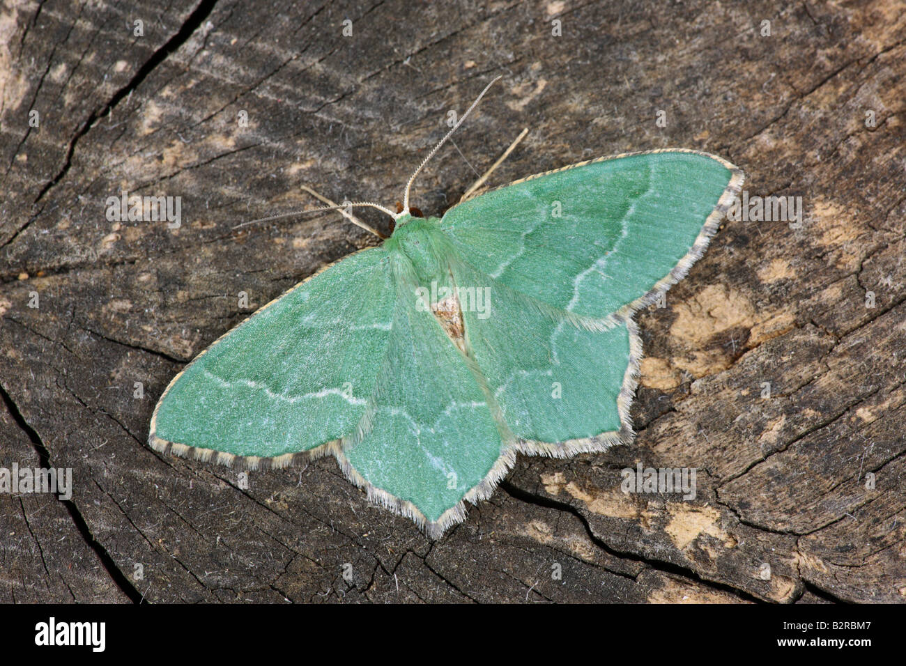 Common emerald hemithea aestivaria hi-res stock photography and images ...