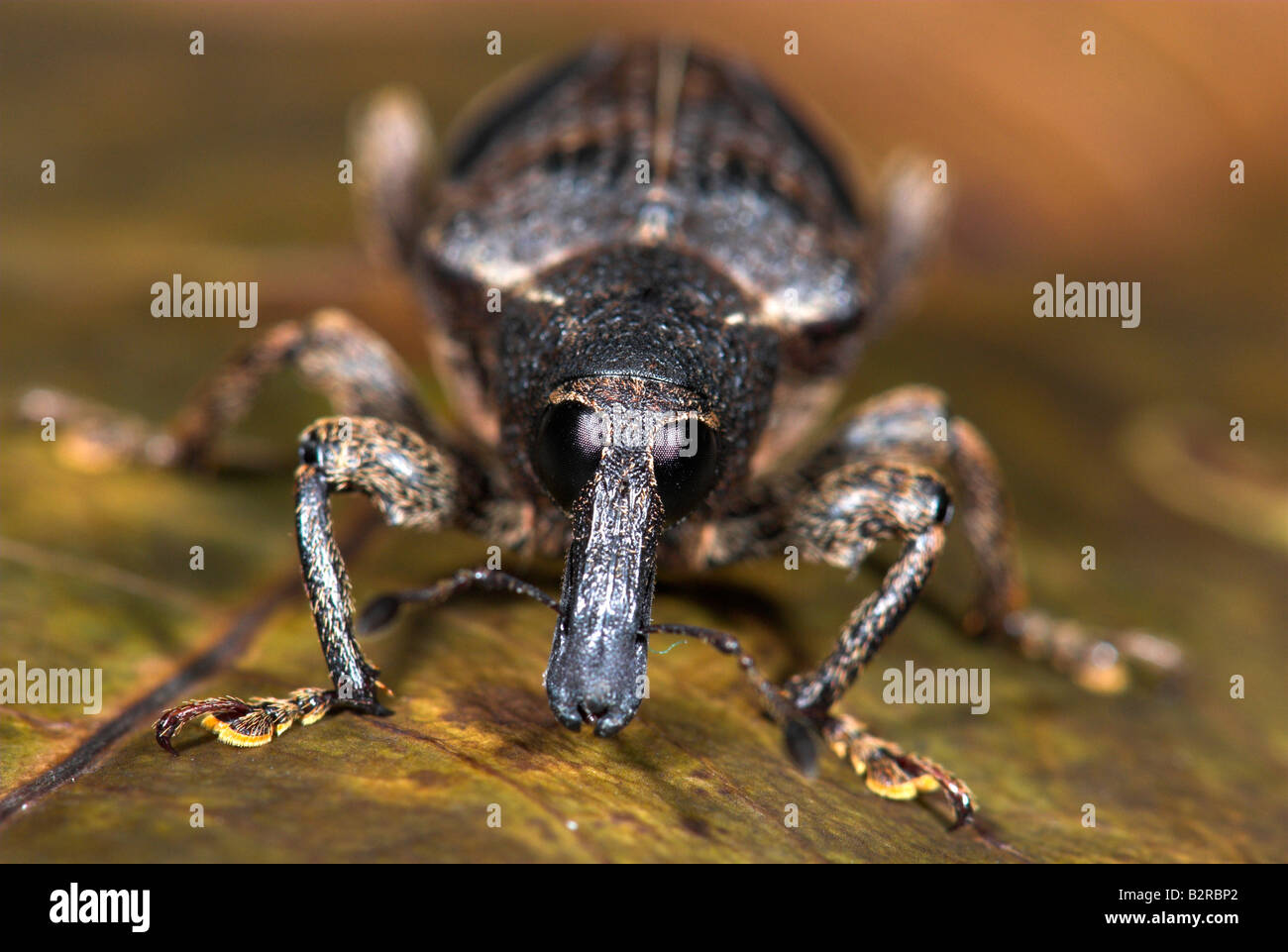 Familycurculionidae hi-res stock photography and images - Alamy