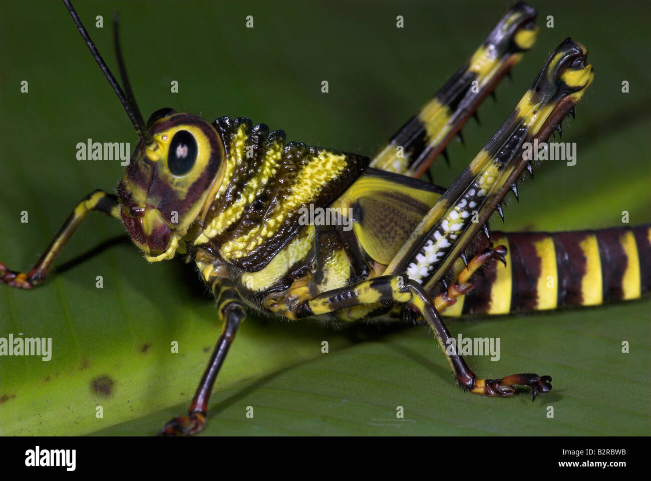 Eutropidacris Cristata – Chapulín gigante, uno de los insectos más ...