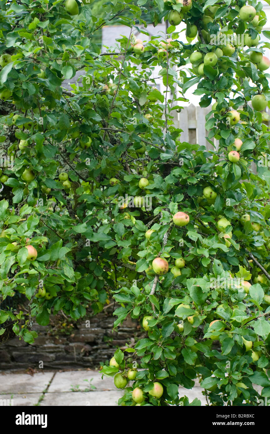 Cider tree tree of cider hi-res stock photography and images - Alamy
