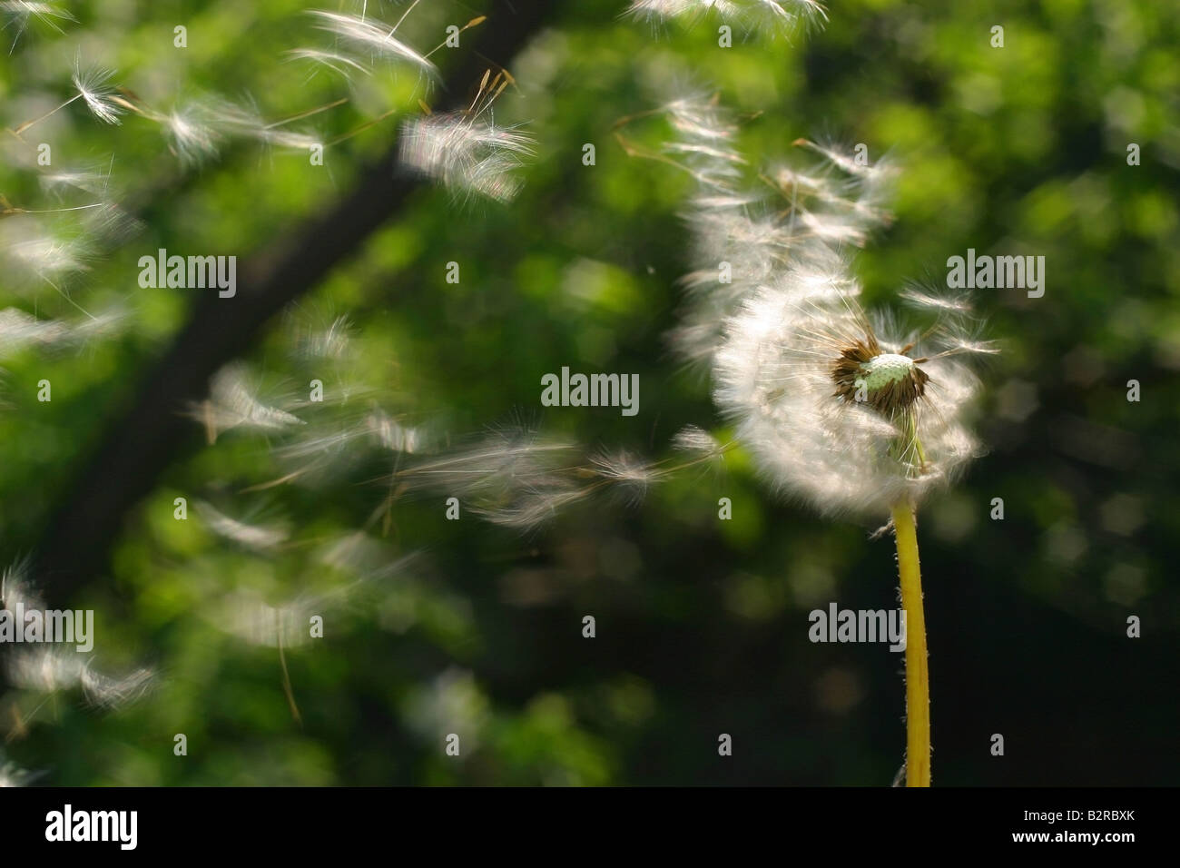 Dandelion wind hi-res stock photography and images - Alamy