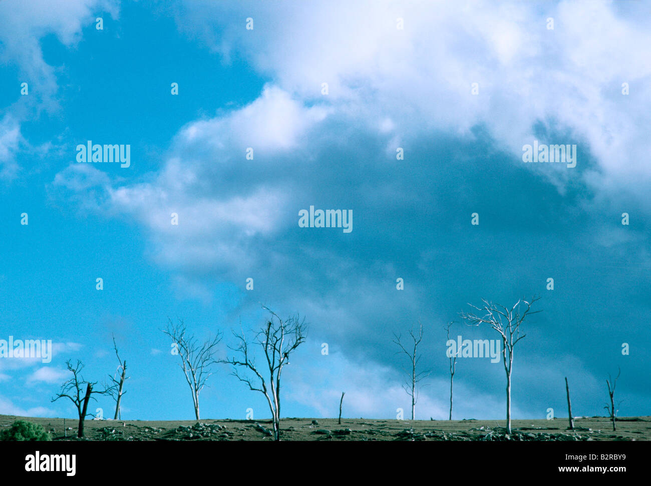 withered trees during a drought australia Stock Photo - Alamy