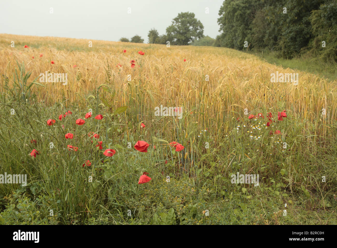 Poppies on a wet July day photographed after the rain in Yorkshire ...