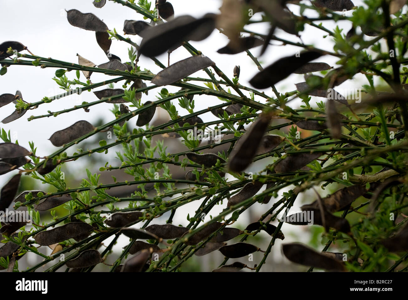 Seed shrub hi-res stock photography and images - Alamy