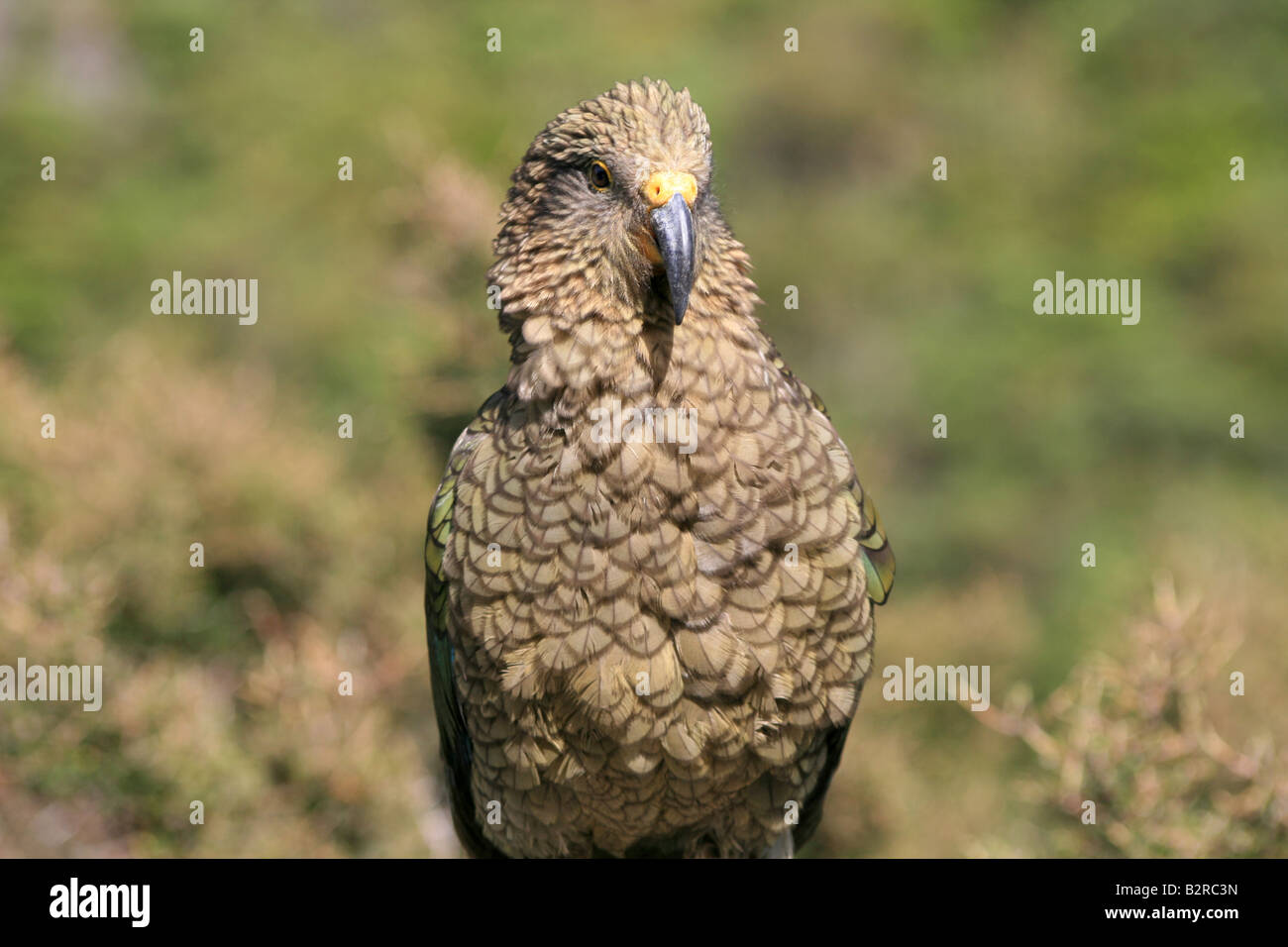 Kea in the Southern Alps, New Zealand Stock Photo - Alamy